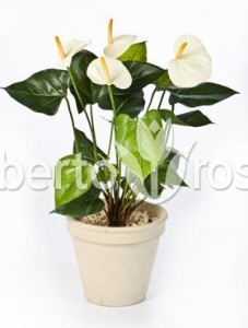 10 plante naturale pentru baie - Jurnal de Design