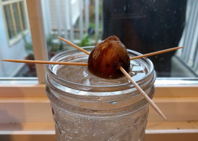 Cum sa cultivi un avocado din sambure la tine acasa | Jurnal de Design